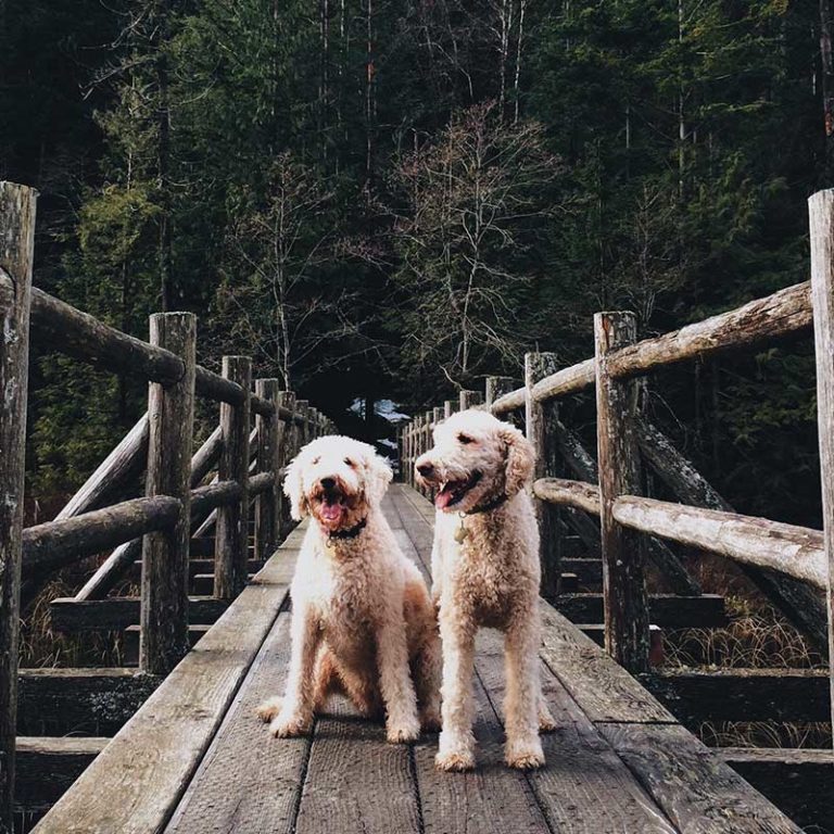 Num Nums CBD Dog Chews Samples | Paws | Healthy Roots Shop